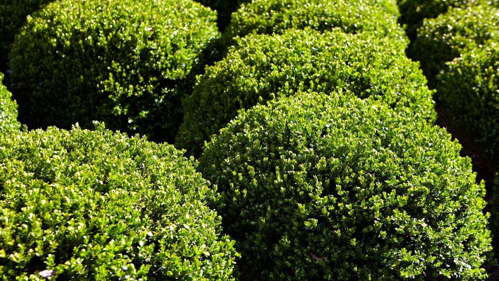 Formára nyírt díszcserjék lépésről lépésre - Alba info